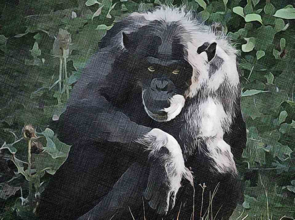 Great ape language | pedantus.com